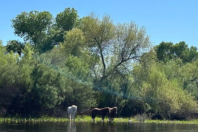 Lower Salt River Guided Kayak Tours - The Itinerary and What You Can Expect