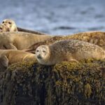 Lunenburg: Zodiac Wildlife Tour with Naturalist Guide - What Makes This Tour Stand Out?