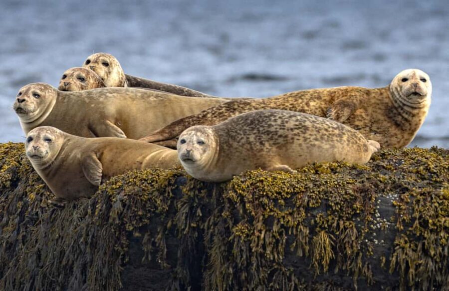 Lunenburg: Zodiac Wildlife Tour with Naturalist Guide - What Makes This Tour Stand Out?