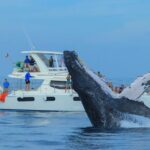 Luxury Catamaran Whale Watching Cabo San Lucas - Why This Tour Works for You