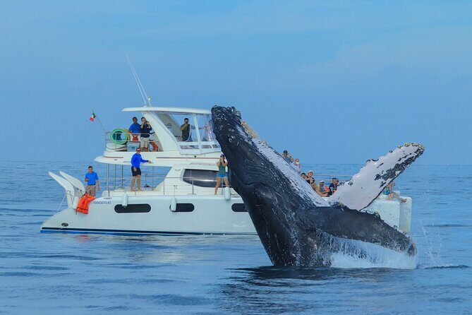 Luxury Catamaran Whale Watching Cabo San Lucas - Why This Tour Works for You