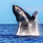 Maalaea: Small Group 2-Hour Whale Watch Experience - Reviews That Speak for Themselves