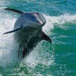 Madeira Beach: Egmont Key Snorkeling and Dolphin Cruise - Snorkeling at Egmont Key: Underwater Discoveries