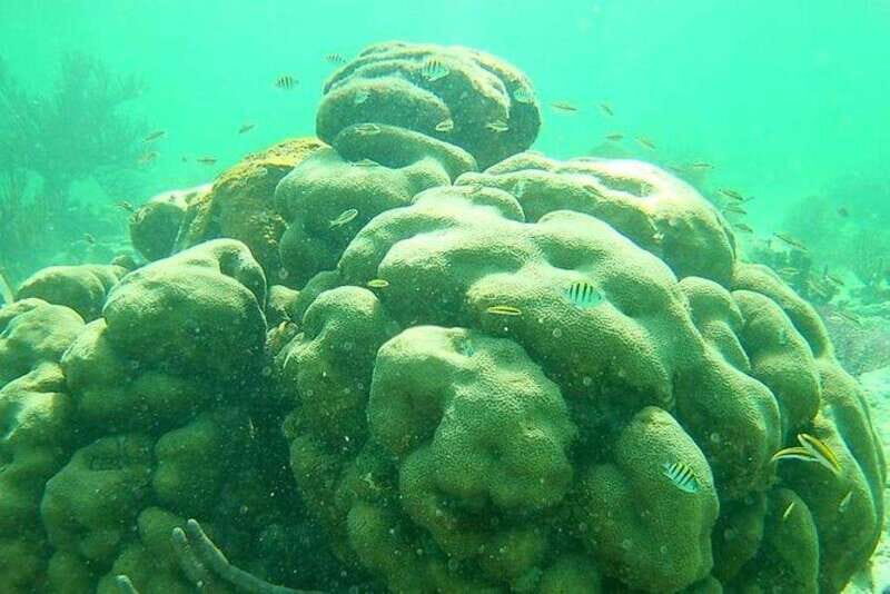 Mahahual: Costa Maya Snorkeling Adventure by Boat - What to Expect: The Itinerary in Detail