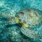Mahahual: Snorkel Tour in Reef Lagoon - The Boat Ride & Reef Access