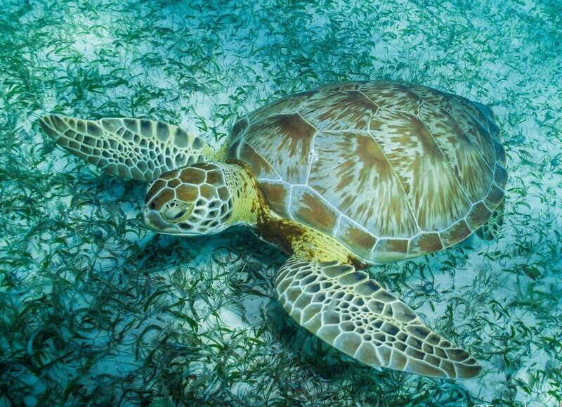 Mahahual: Snorkel Tour in Reef Lagoon - The Boat Ride & Reef Access