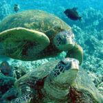 Makena Turtle Town Eco Adventure in Maui - The Sum Up: Who’s It Best For?