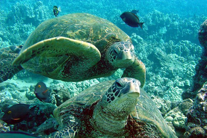 Makena Turtle Town Eco Adventure in Maui - The Sum Up: Who’s It Best For?
