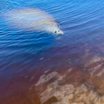 Manatee and Nature Tour of Ormond Beach - Final Thoughts: Who Will Love This Tour?