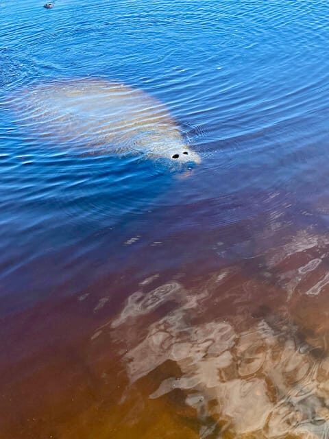 Manatee and Nature Tour of Ormond Beach - Final Thoughts: Who Will Love This Tour?