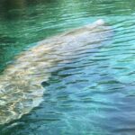 Manatee Springs Adventure Tour - FAQ