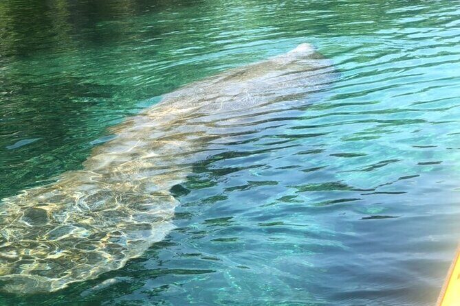 Manatee Springs Adventure Tour - FAQ
