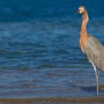Mangrove Adventure with Snorkeling and Shellfish Tasting - Frequently Asked Questions (FAQs)