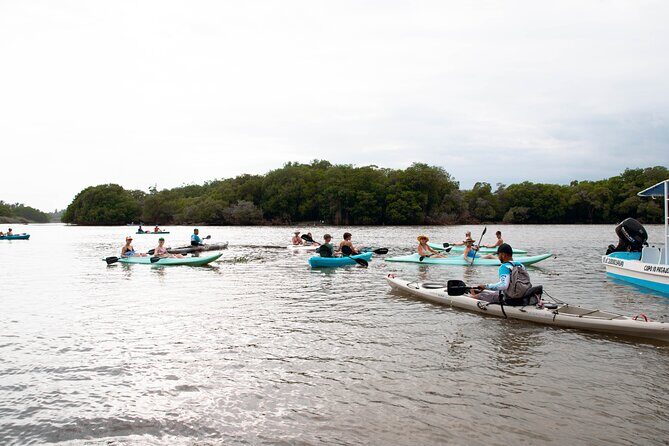Mangrove Kayaking Tour - A Deep Dive into the Mangrove Kayaking Experience