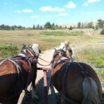 Manitoba: Horse-Drawn Wagon Ride in Spruce Woods Park - Why It Matters: Unpacking the Experiences Value