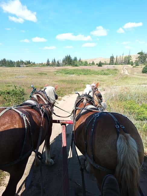 Manitoba: Horse-Drawn Wagon Ride in Spruce Woods Park - Why It Matters: Unpacking the Experiences Value