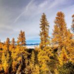 Manning Park: The Quest for the Golden Larch Tree - Key Points