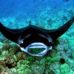 Manta Ray Snorkel in Kailua-Kona with Hot Cocoa - The Practicalities: Price, Duration, and Group Size