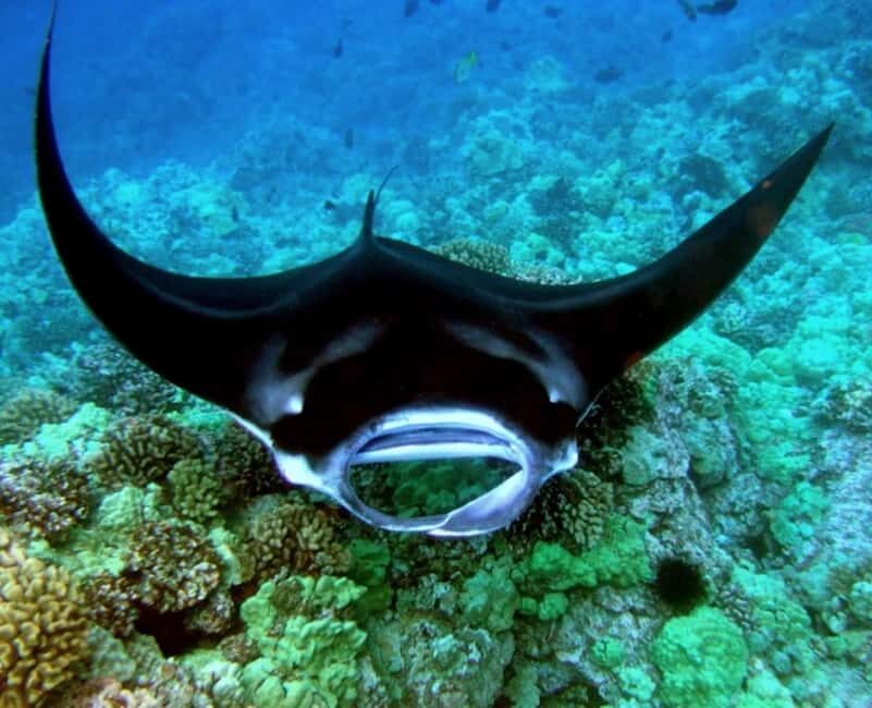 Manta Ray Snorkel in Kailua-Kona with Hot Cocoa - The Practicalities: Price, Duration, and Group Size