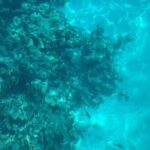 Marathon Sombrero Reef Snorkeling and Sandbar Swim - Detailed Breakdown of the Itinerary