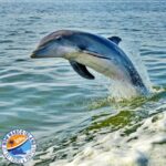 Marco Island: Dolphin Jet Ski Tour - The Itinerary: What to Expect on the Water
