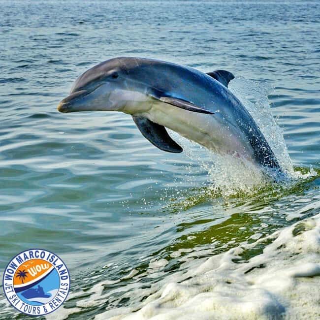 Marco Island: Dolphin Jet Ski Tour - The Itinerary: What to Expect on the Water