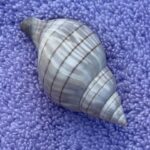 Marco Island: Dolphin, Shelling, Beach & Ten Thousand Island - Key Points