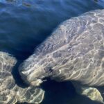 Marco Island: Guided Manatee-Watching Kayaking or SUP Tour - Who Should Consider This Tour?