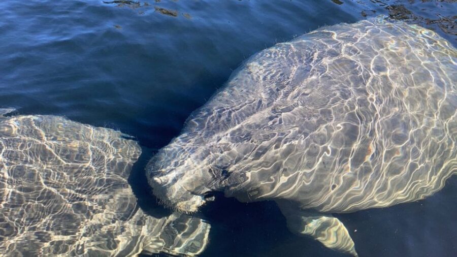 Marco Island: Guided Manatee-Watching Kayaking or SUP Tour - Who Should Consider This Tour?