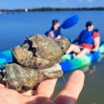Marco Island: Kayak Mangrove Ecotour in Rookery Bay Reserve - Key Points