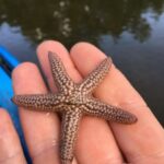 Marco Island: Mangrove Maze Kayak Tour (2hrs) - An In-Depth Look at the Mangrove Maze Kayak Tour