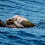 Marine Ecology Tour in La Paz Mexico - Who Should Consider This Tour?