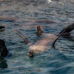 Marine Safari in La Ventana - The Itinerary: A Closer Look