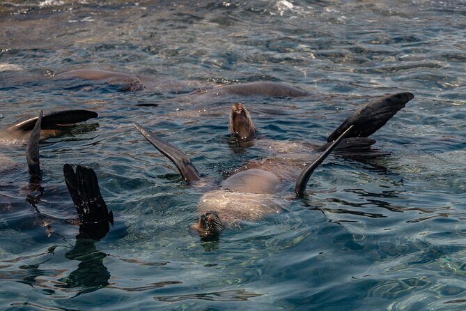 Marine Safari in La Ventana - The Itinerary: A Closer Look