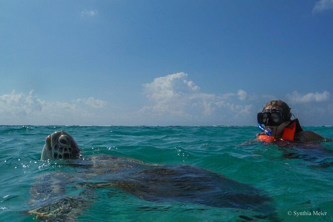 Marine Turtle Snorkeling Private Tour - Why This Tour Stands Out
