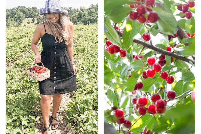 Mattituck Bike Wine Country and Fruit Orchard Tour - Who Should Consider This Tour?