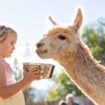 Maui: Alpaca Farm Visit with Hands-On Activities - The Value of This Experience