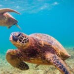 Maui Beach / Shoreline Snorkel - Why This Tour Offers Good Value