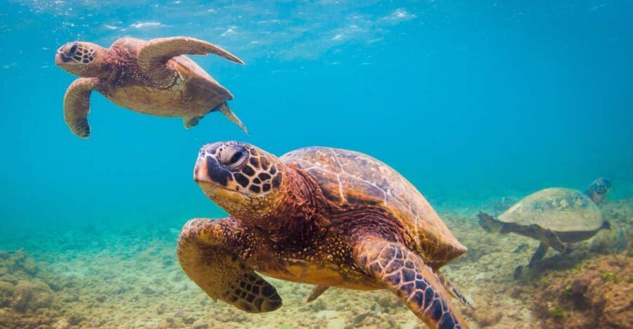 Maui Beach / Shoreline Snorkel - Why This Tour Offers Good Value