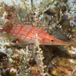 Maui: Beginner Discovery Scuba Dive Excursion from Lahaina - What’s Included and What to Expect