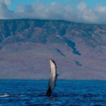 Maui: Deluxe Whale Watch Sail & Lunch from Ma`alaea Harbor - What’s Included That Adds Value?