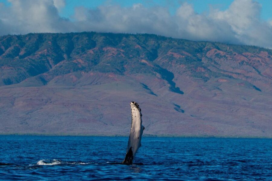 Maui: Deluxe Whale Watch Sail & Lunch from Ma`alaea Harbor - What’s Included That Adds Value?