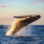 Maui: Eco-Friendly Whale Watching Tour from Ma'alaea Harbor - What You Can Expect During the Tour