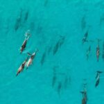 Maui: Eco-Raft Dolphin Watch Tour with Snacks - The Itinerary and What It Means for You