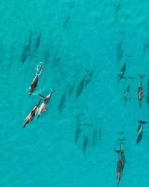 Maui: Eco-Raft Dolphin Watch Tour with Snacks - The Itinerary and What It Means for You