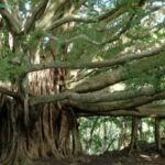Maui: Full Day Hiking Tour with Lunch - The Practical Side: What to Expect