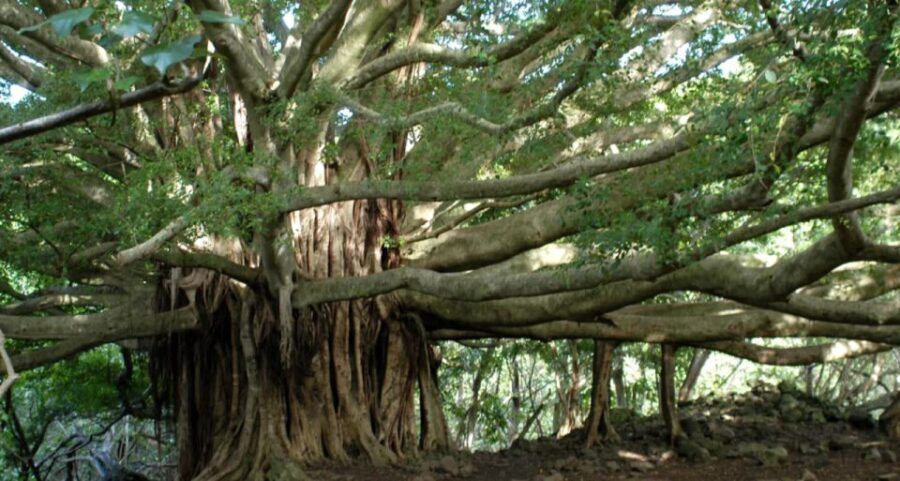 Maui: Full Day Hiking Tour with Lunch - The Practical Side: What to Expect