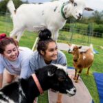 Maui Goat Yoga with Miniature Goats - What Is Maui Goat Yoga?