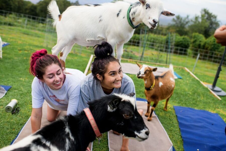 Maui Goat Yoga with Miniature Goats - What Is Maui Goat Yoga?