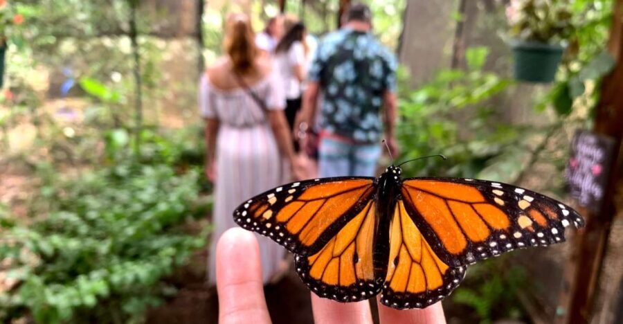 Maui: Interactive Butterfly Farm Entrance Ticket - Why It Works for Different Travelers